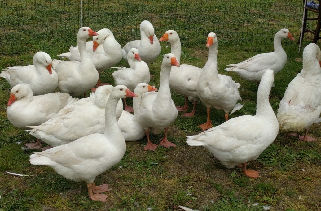 Borduurwerkje gans – T w e e d e h a n d s w e r k